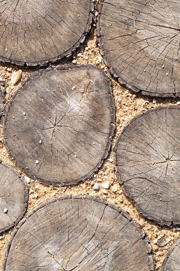 Tree Stumps Background Trees Cut Section Wood Texture of Cute Tree ...