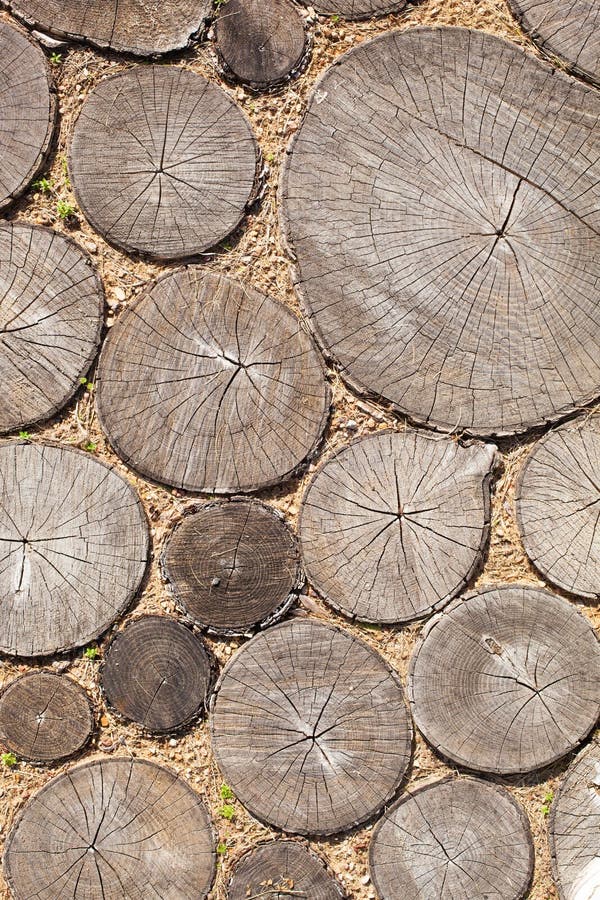 Tree Stumps Background Trees Cut Section Wood Texture of Cute Tree ...