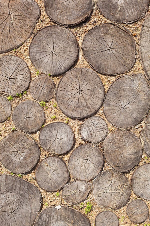 2,214 Trees Cut Section Background Texture Stock Photos - Free ...