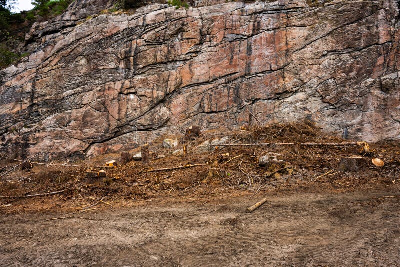 Tree Stumps by a Cliff Side.. Stock Image - Image of trunk, wood: 368921619