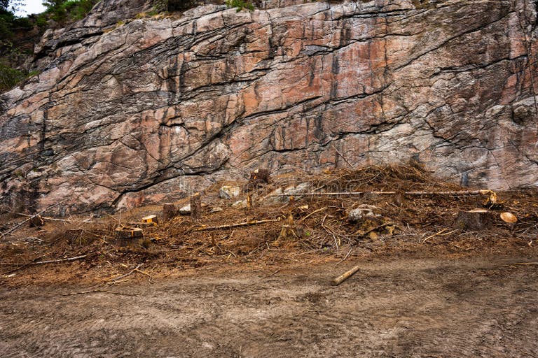 Tree Stumps by a Cliff Side.. Stock Image - Image of trunk, wood: 368921619