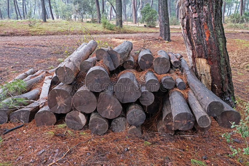 Tree Stumps Cut Down in the Forest Stock Image - Image of clearcut ...