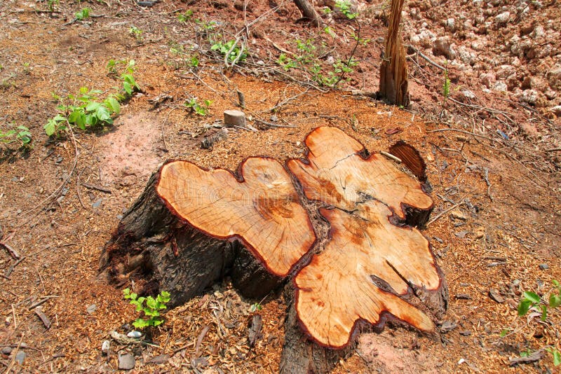 Tree Stumps after Deforestation Stock Photo - Image of nature, plant ...