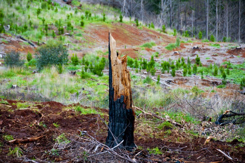 Tree Stumps Deforestation stock image. Image of australia - 272412179