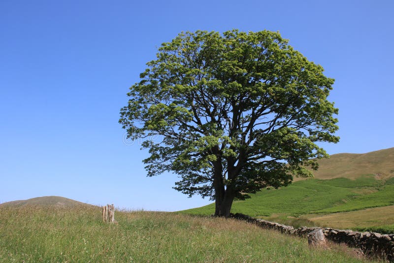 Tree, Tree Stumps, Dry Stone Wall, Countryside Stock Image - Image of ...