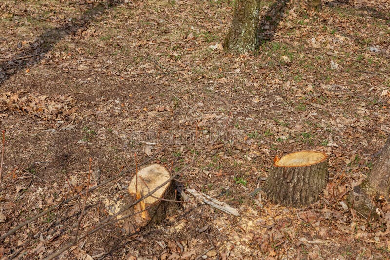 Tree Stumps and Felled Forest. Deforested Area in a Forest with Cutted ...