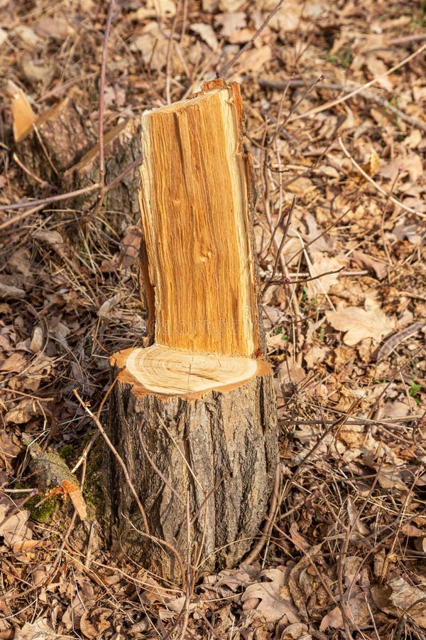 Tree Stumps and Felled Forest. Deforested Area in a Forest with Cutted ...