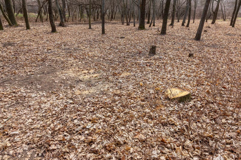 Tree Stumps and Felled Forest. Deforested Area in a Forest with Cutted ...