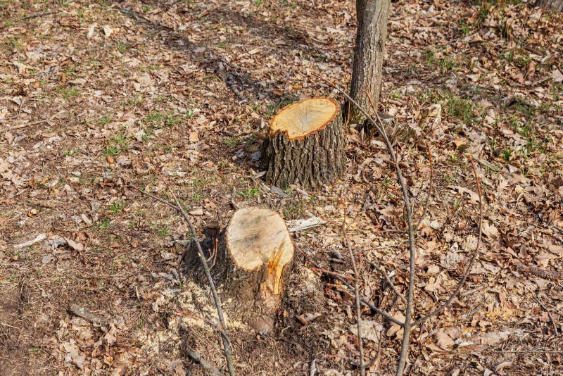 Tree Stumps and Felled Forest. Deforested Area in a Forest with Cutted ...