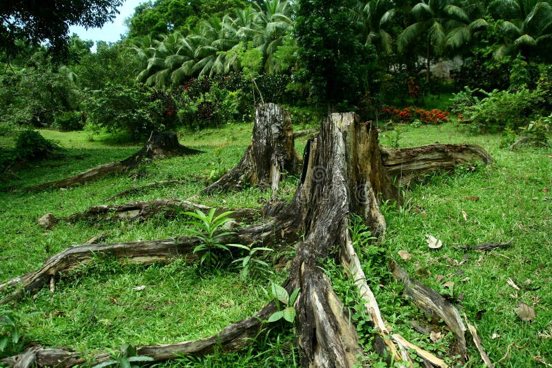 Tree Stumps in a Field with Fresh Green Grass Stock Photo - Image of ...