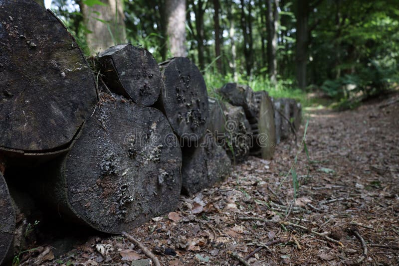 Tree stumps in the forest stock image. Image of environment - 265599001