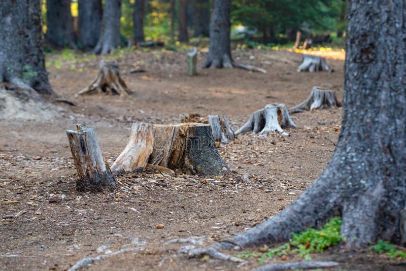 Tree stumps in the forest stock photo. Image of outdoor - 126270080