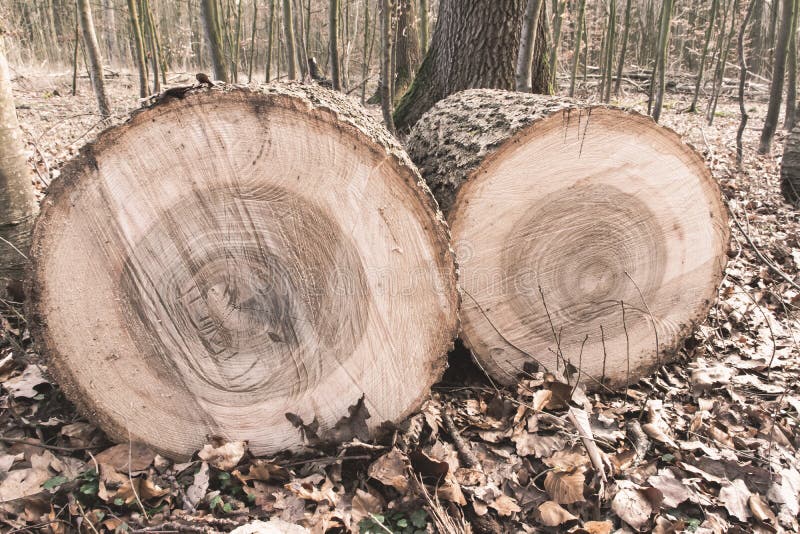 Tree Stumps in a Forest - Deforestation Concept Stock Image - Image of ...