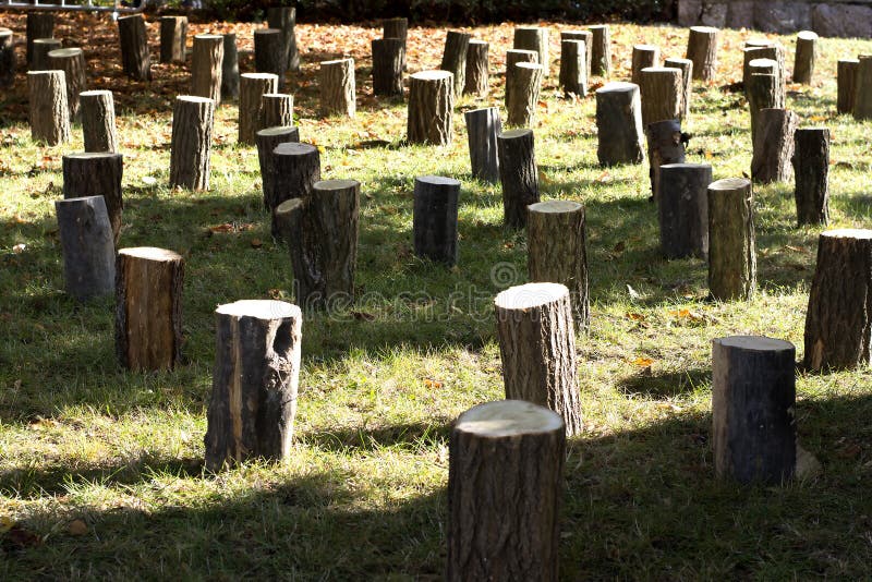 Bunch Of Wood Stumps Picture. Image: 105823973