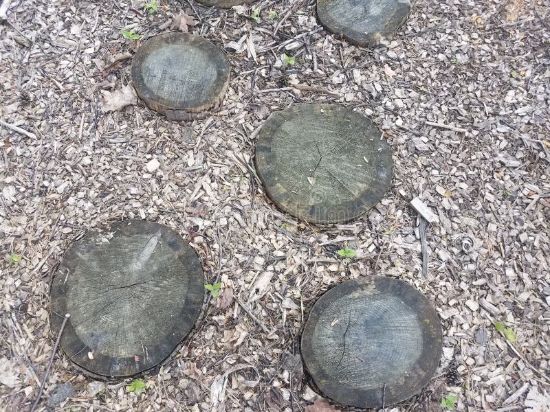 Tree Stumps in the Ground with Brown Mulch Stock Photo - Image of ...
