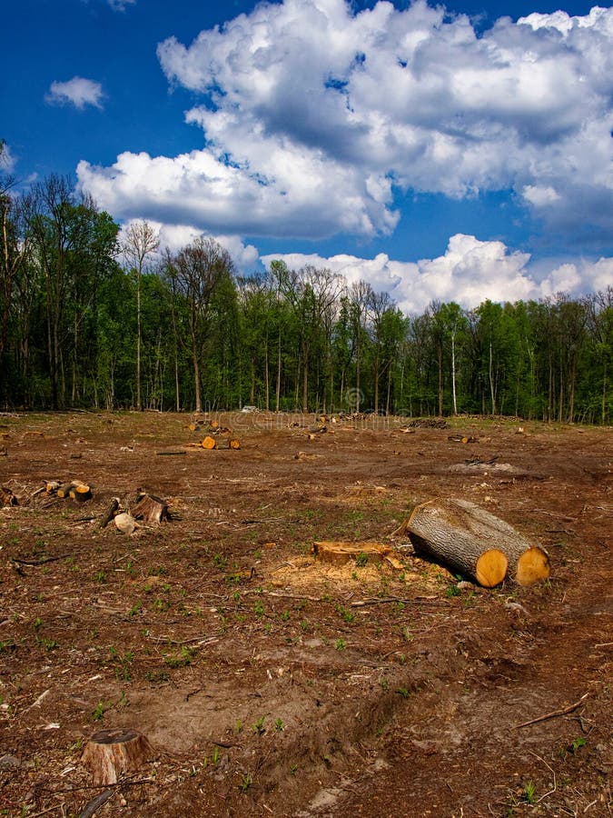 Tree Stumps and Logs Litter the Ground in Front of a Dense, Green ...