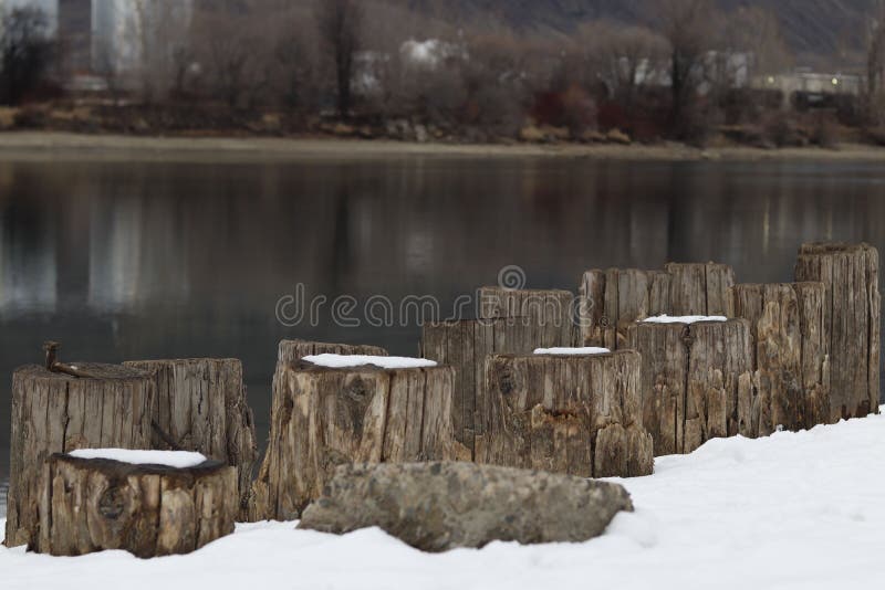 Tree Stumps Near a Frozen Lake Stock Photo - Image of beautiful, park ...