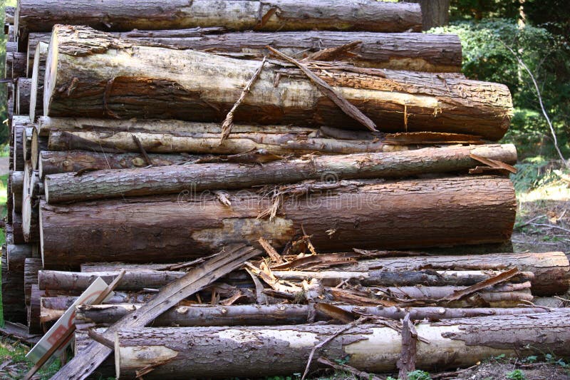 Tree stumps stock image. Image of woods, branch, wildlife - 303005823