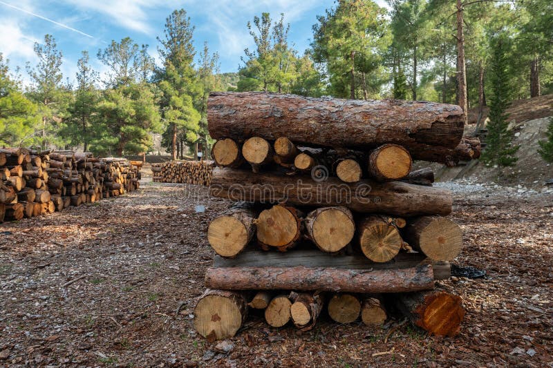 Tree Stumps Piled Up in the Woods Stock Photo - Image of circle ...