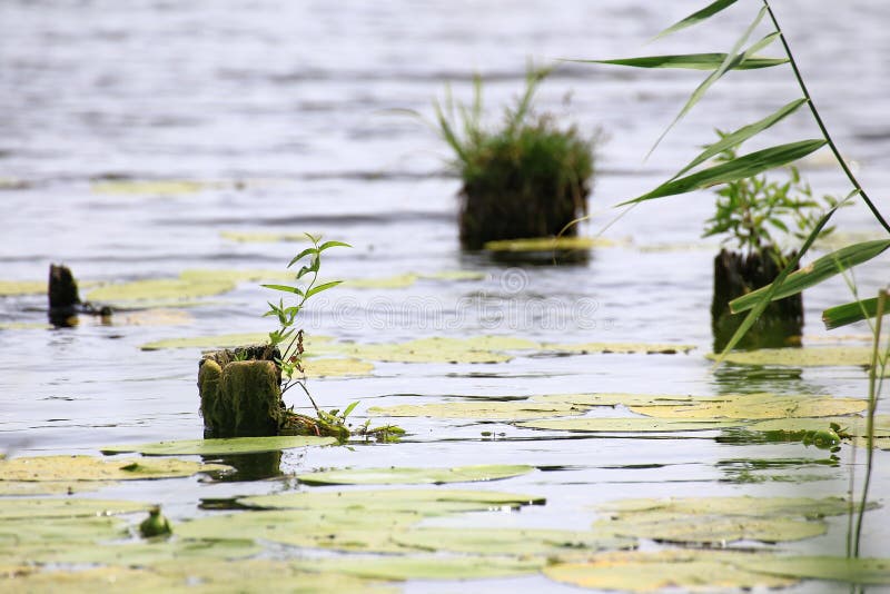 Tree Stumps and Plants Reflected in Calm Water with Lily Pads and Reeds ...