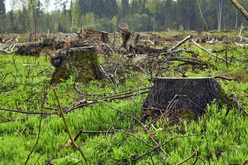 Tree Stumps on the Plase of Deforestration Stock Photo - Image of slash ...