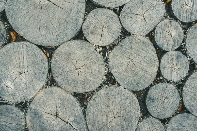 Tree stumps texture stock photo. Image of structure, shape - 60379706