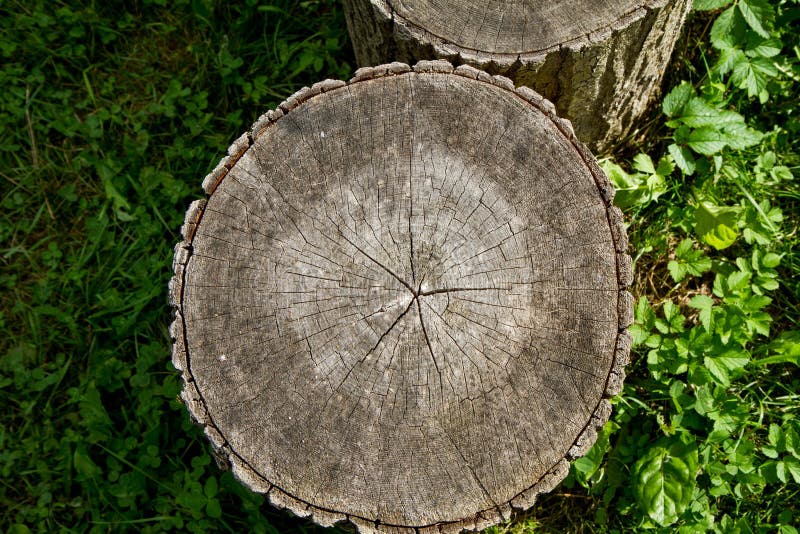 Tree stumps stock image. Image of isolated, rings, ring - 229610015