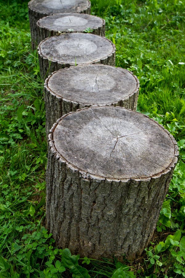 Tree stumps stock photo. Image of background, line, nature - 229610020