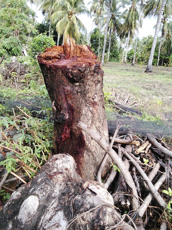 Tree Stumps. Trees Cut Down Stock Image - Image of branches, stumps ...