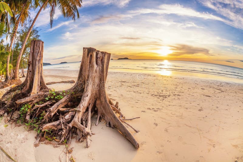 Tree Stumps on Tropical Beach Stock Photo - Image of asia, evening ...