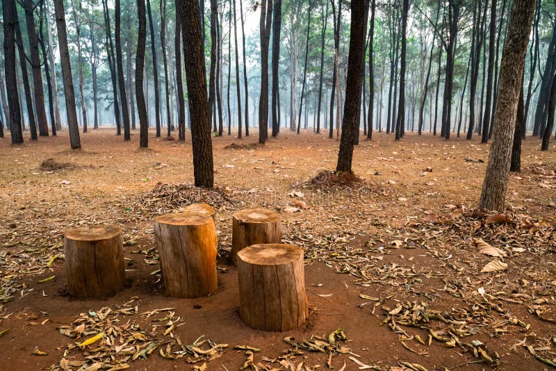 Tree Stumps Used As Seats in Pine Tree Forest. Stock Image - Image of ...