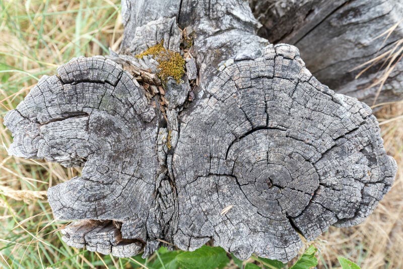 Tree Stumps Viewed from Above Stock Photo - Image of trunk, timber ...