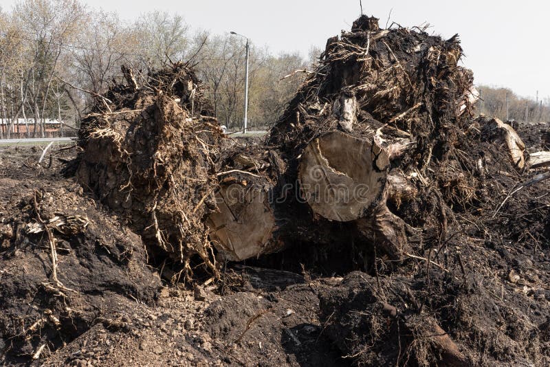 The Tree Stumps Was Uprooted from the Ground. Stock Photo - Image of ...