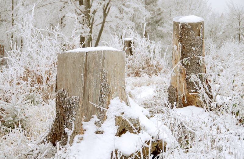 Tree stumps stock image. Image of north, freeze, snow - 37010441