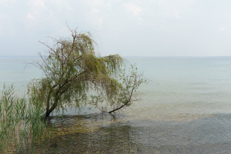 Tree Submerged by a High Tide Stock Image - Image of tree, coastline ...