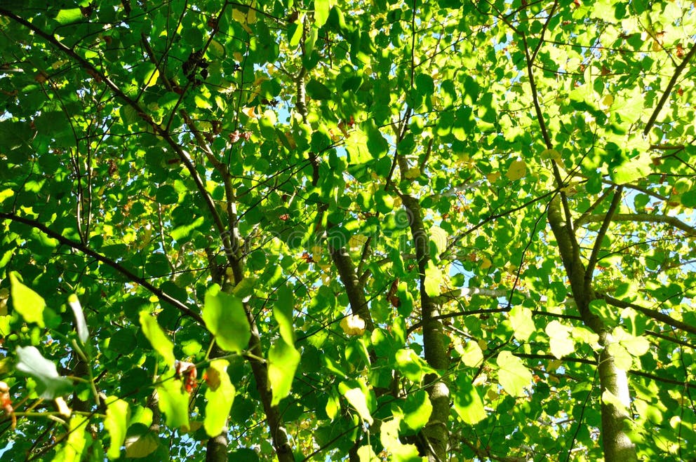 Tree at summer stock photo. Image of summe, summer, nature - 135403948