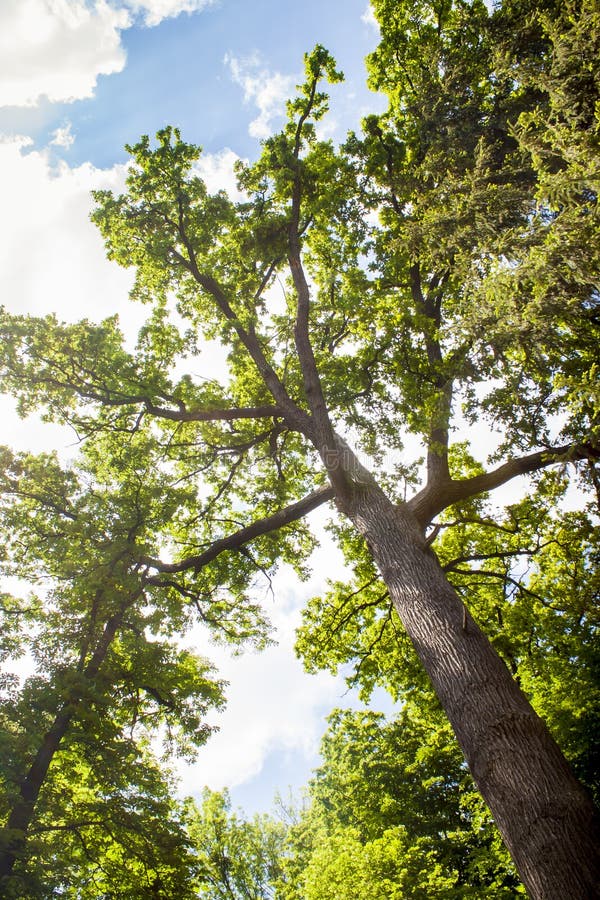 Tree in summer forest stock photo. Image of natural, deciduous - 73483182