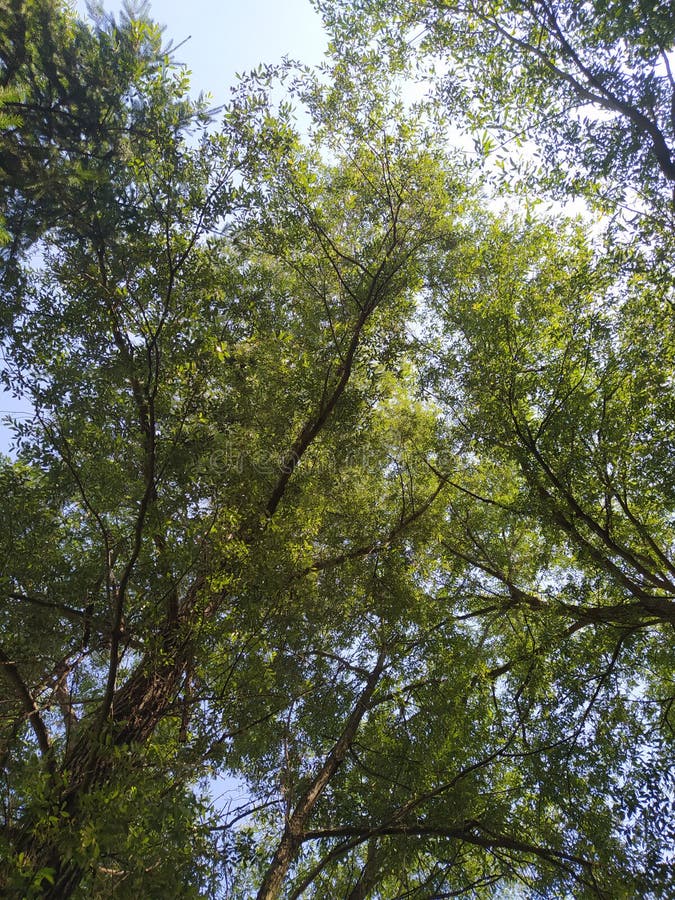 Treetop stock image. Image of leaf, forest, maple, woodland - 189594791