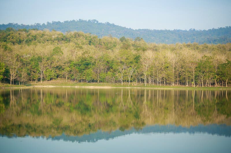 Tree in Summer Forest with Water Reflection, a Serene Scene Featuring a ...
