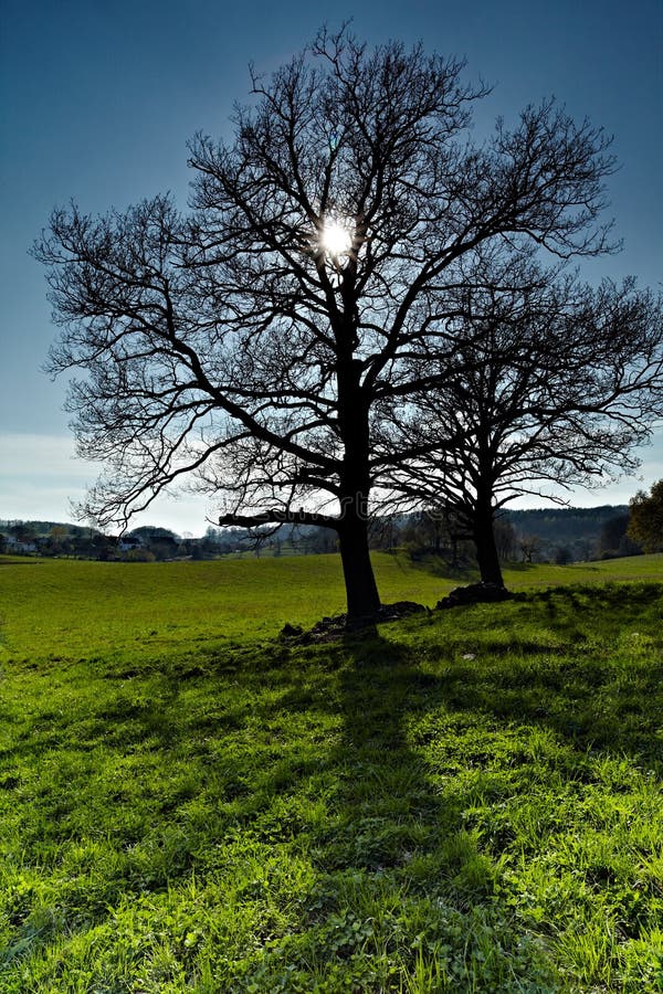 Tree and Sun. stock image. Image of branches, landscape - 14370937