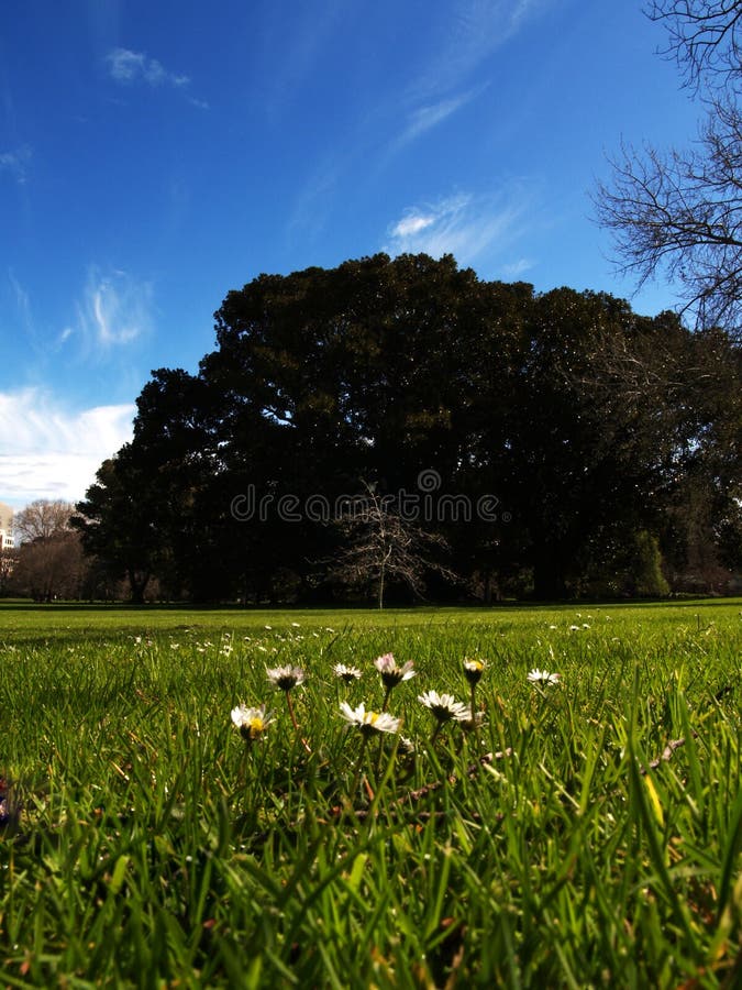 Tree In The Sun Picture. Image: 1458668