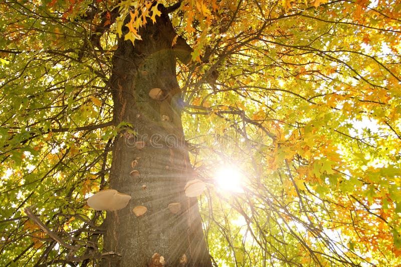 The tree in the sun stock photo. Image of perspective - 23231610