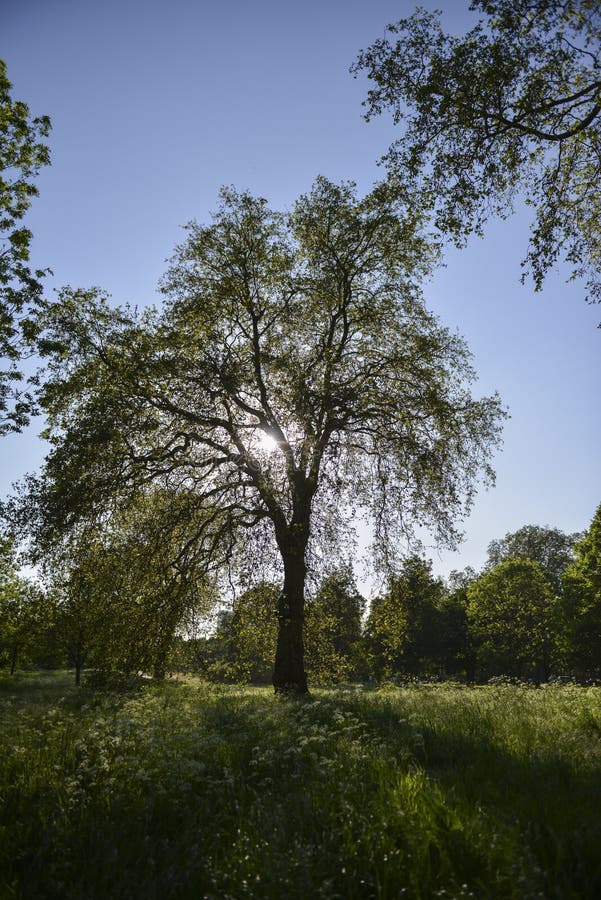 Tree in the sun stock photo. Image of sunset, blue, park - 27552854