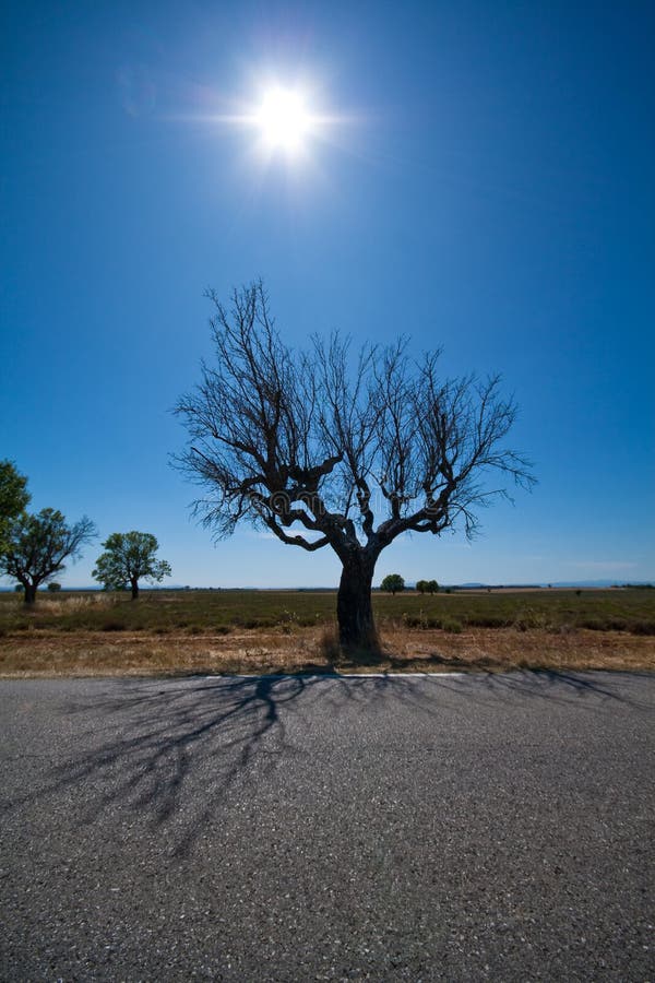 Tree with the sun behind stock image. Image of single - 12737239