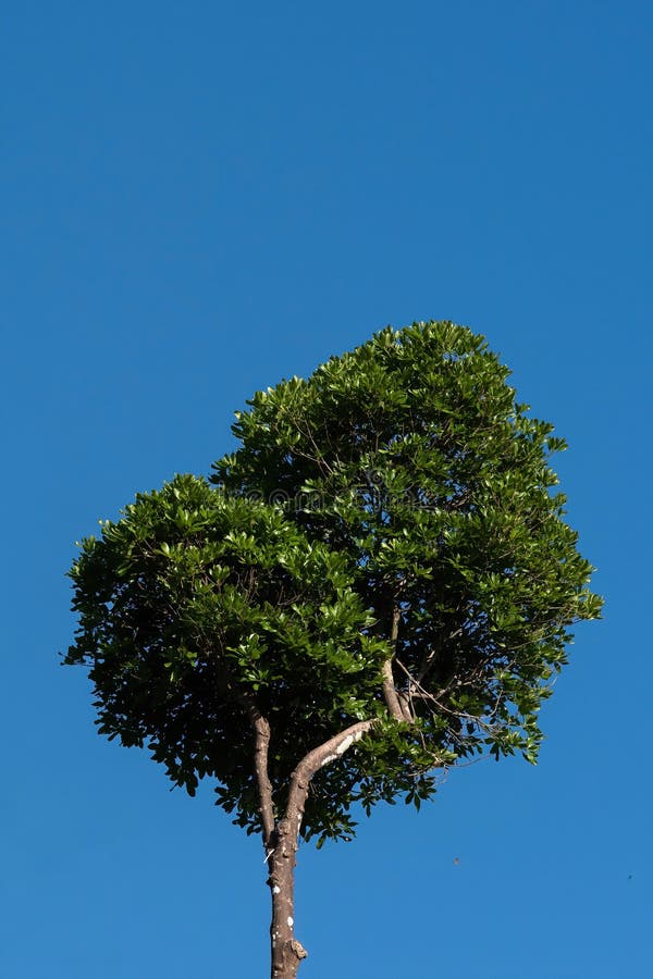 Tree in the Sun and Blue Sky Behind. Clear Blue Sky. Single Tree ...
