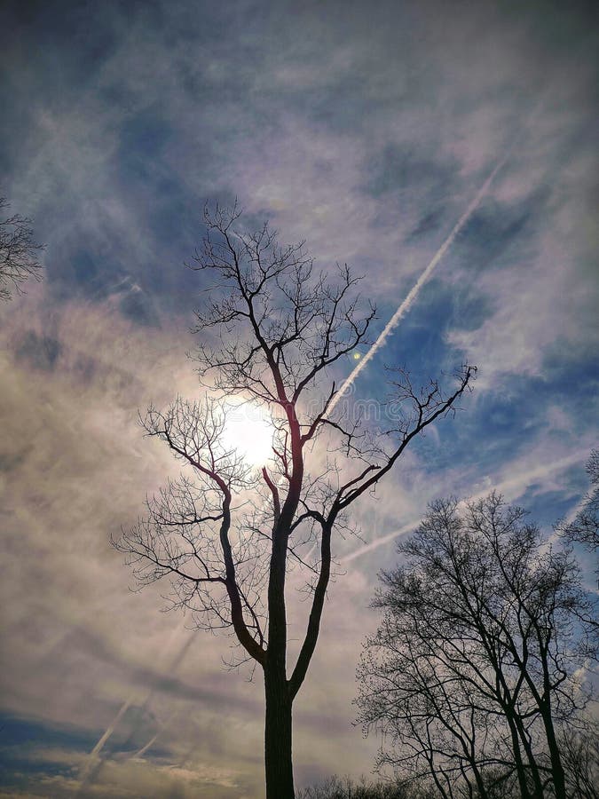 Tree Sun Clouds Sky Mixed Layered Stock Image - Image of layered, tree ...
