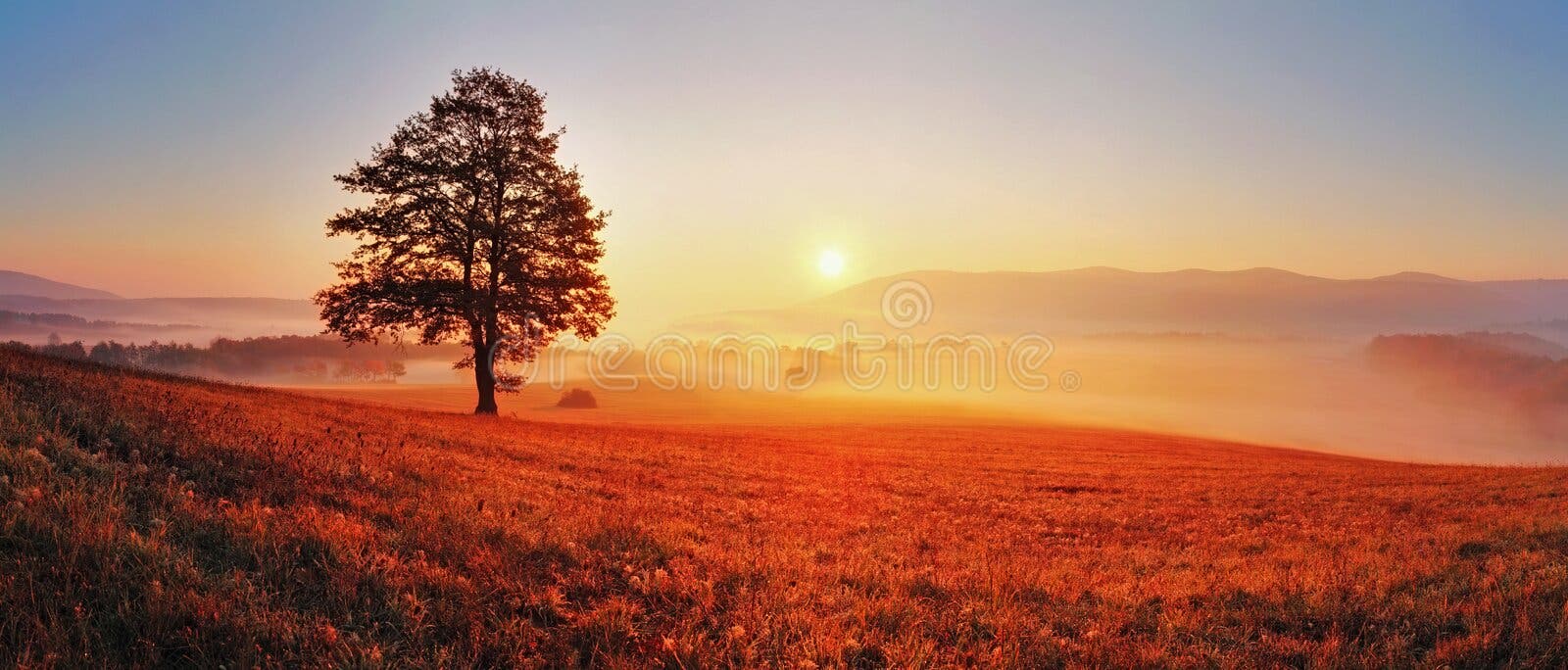 Tree with sundown stock photo. Image of nature, scene - 14454656