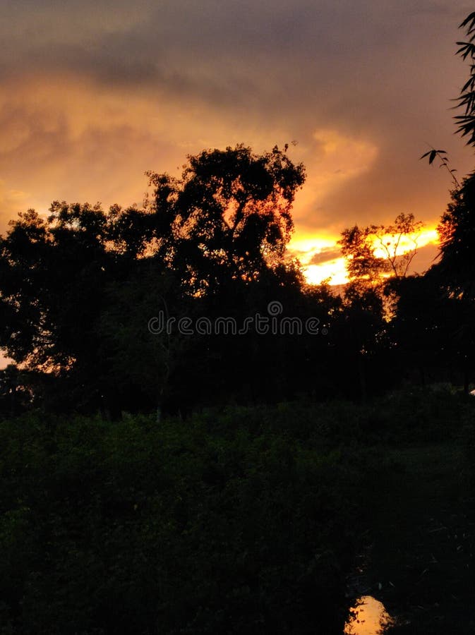 Tree Sun Light of Earth Nature Stock Image - Image of evening, autumn ...