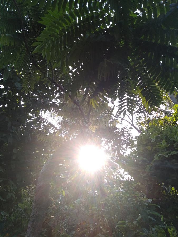 The Tree and Sun Light in the Sky and Green Tree Stock Photo - Image of ...