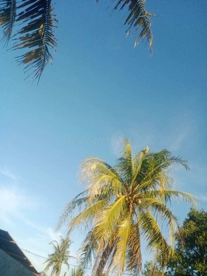 Tree, Sun, Morning, Garden, Light, Coconut, Fruit Stock Photo - Image ...